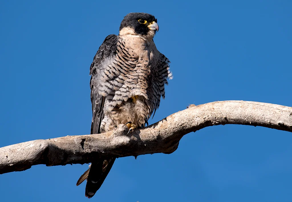 Peregrine Falcon Flying Fast