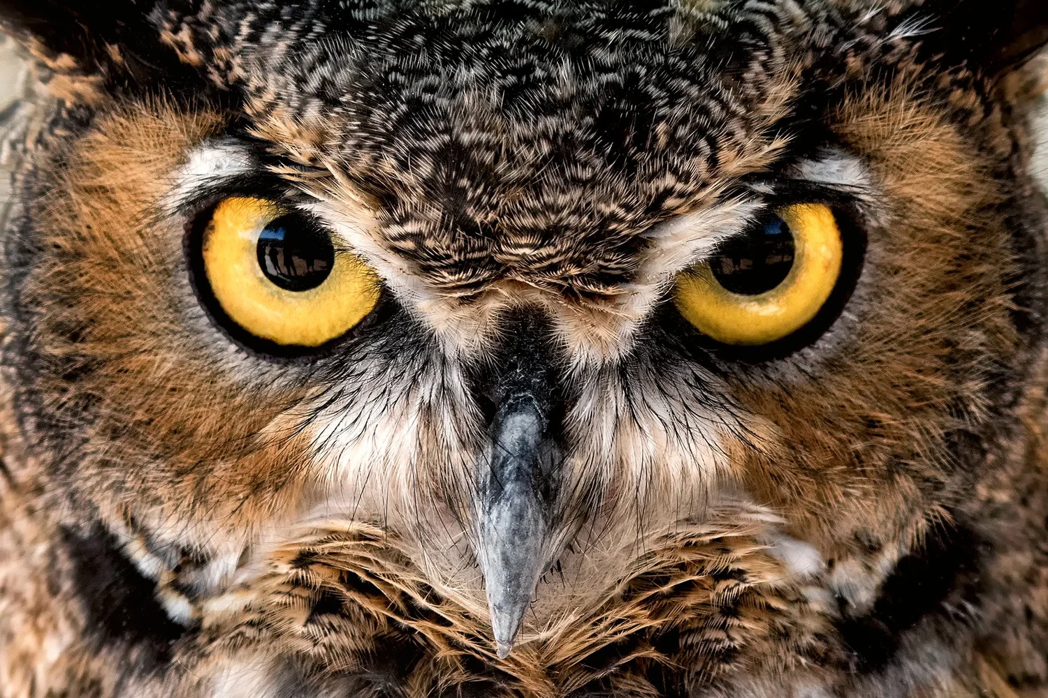 Owl Photography