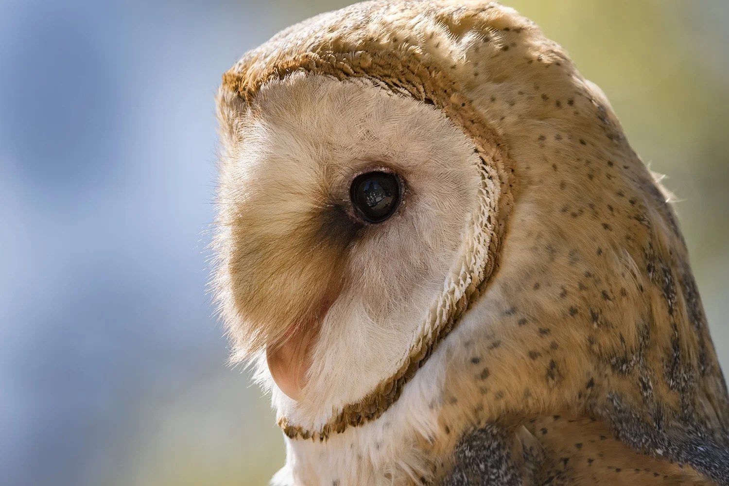 Barn Owl Eyes Close Up