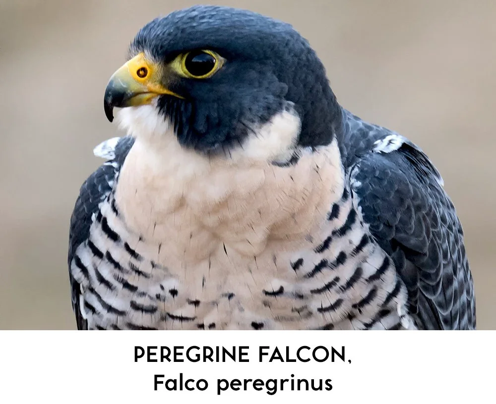 FALCON PHOTO GALLERY — Francesca Scalpi