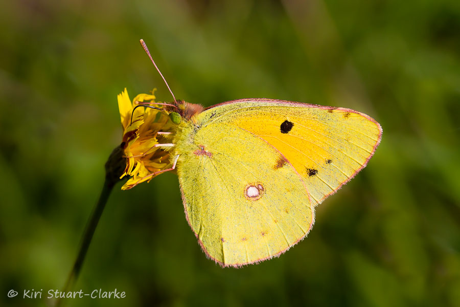 Clouded Yellow Butterfly — Kiri
