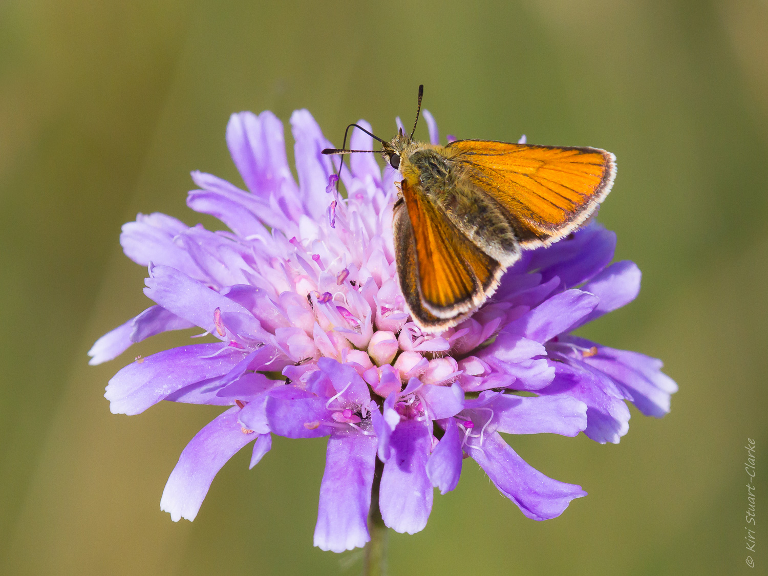 British Butterflies — Kiri