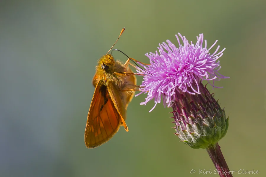 Meet the Skippers - A Photographic Identification Guide to Skipper ...