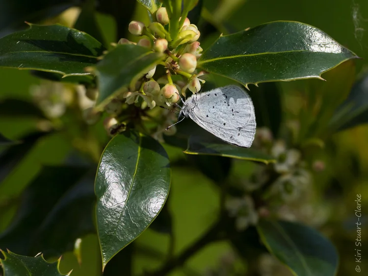 Planting for Holly Blue Butterflies — Kiri