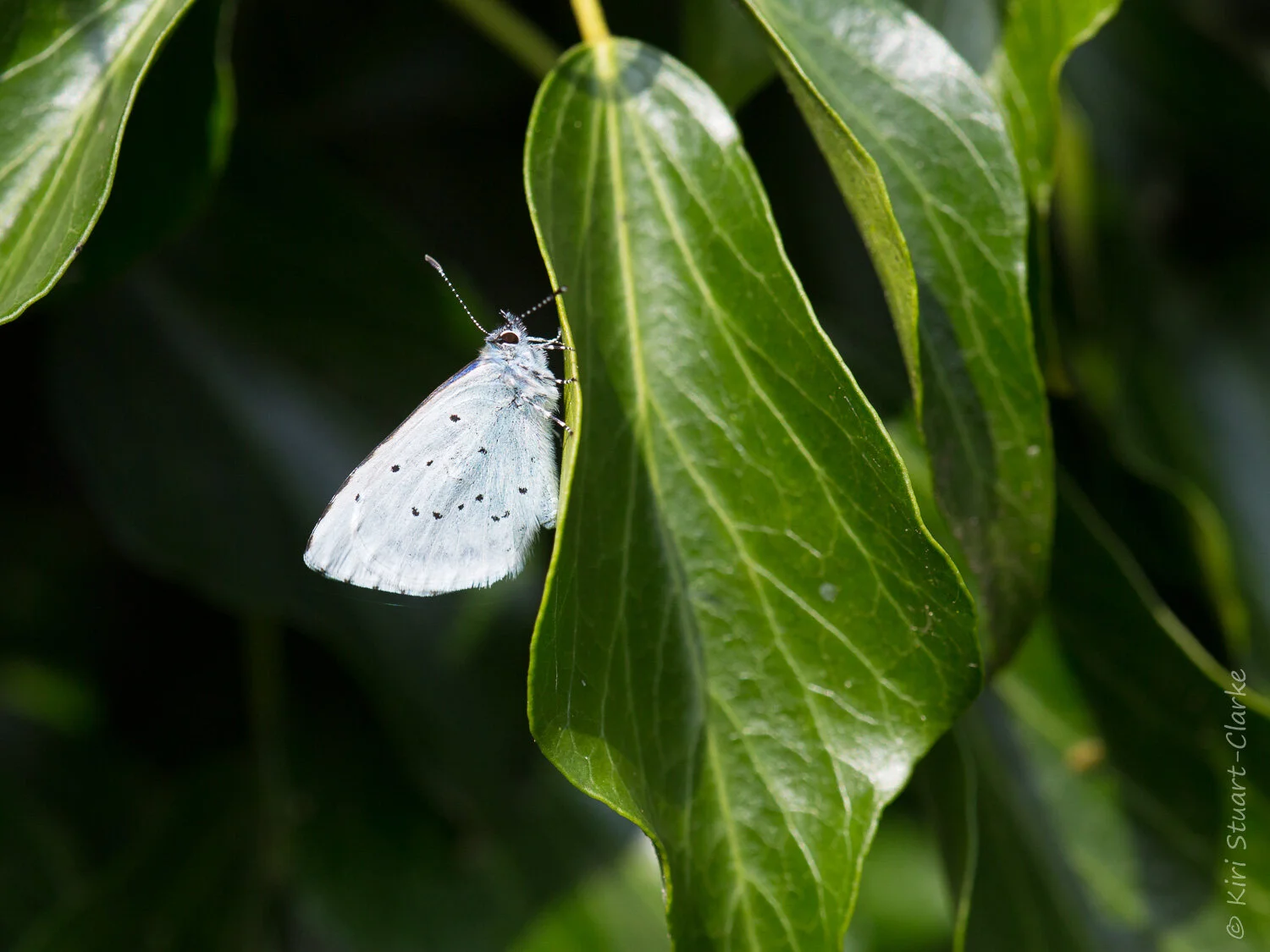 Planting for Holly Blue Butterflies — Kiri