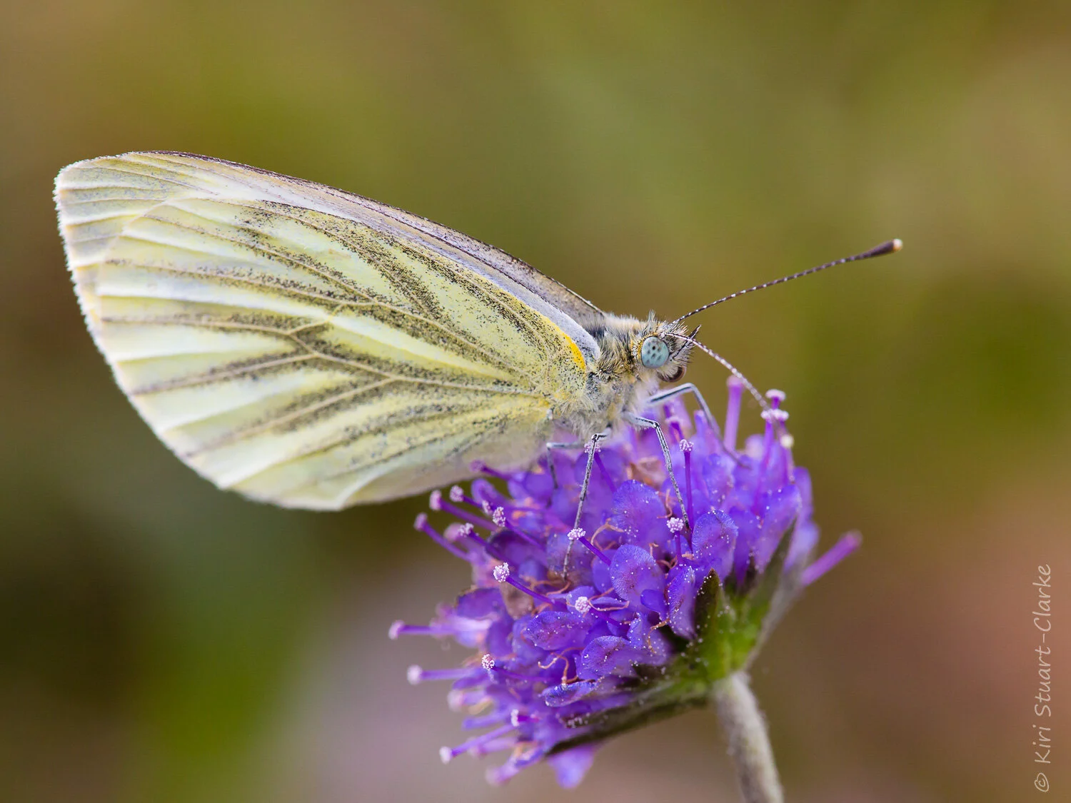 Which White? - A Photographic Identification Guide to White Butterflies ...