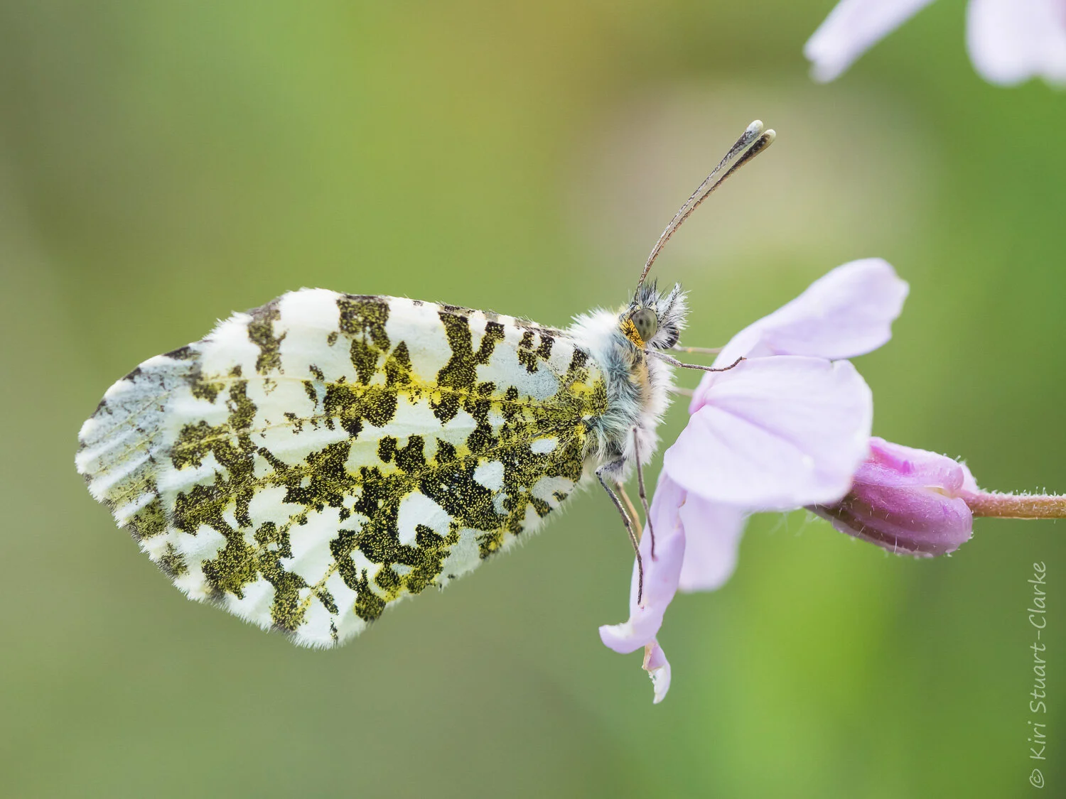Which White? - A Photographic Identification Guide to White Butterflies ...