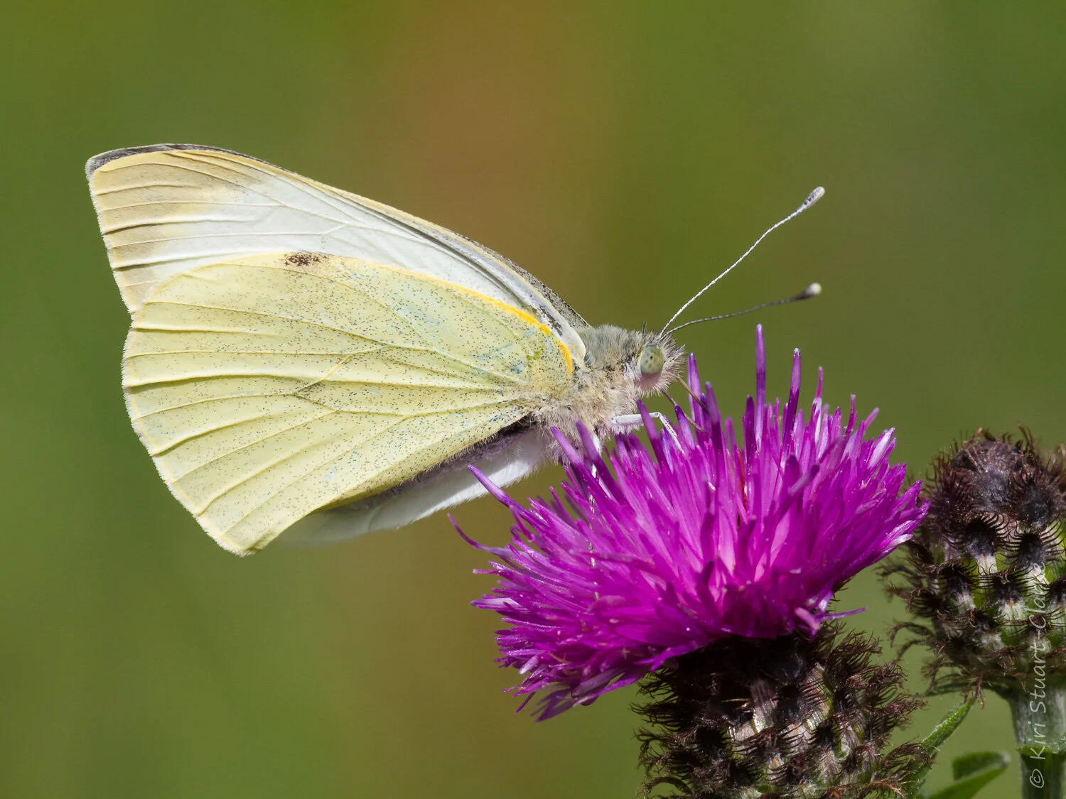 Which White? - A Photographic Identification Guide to White Butterflies ...