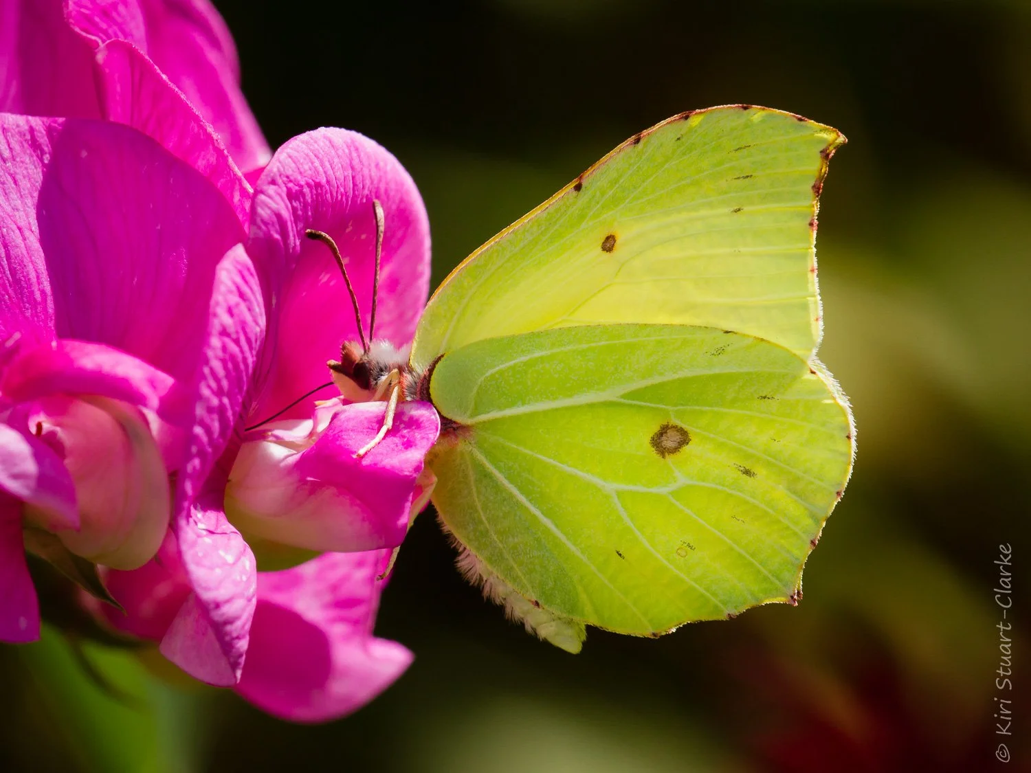 Which White? - A Photographic Identification Guide to White Butterflies ...