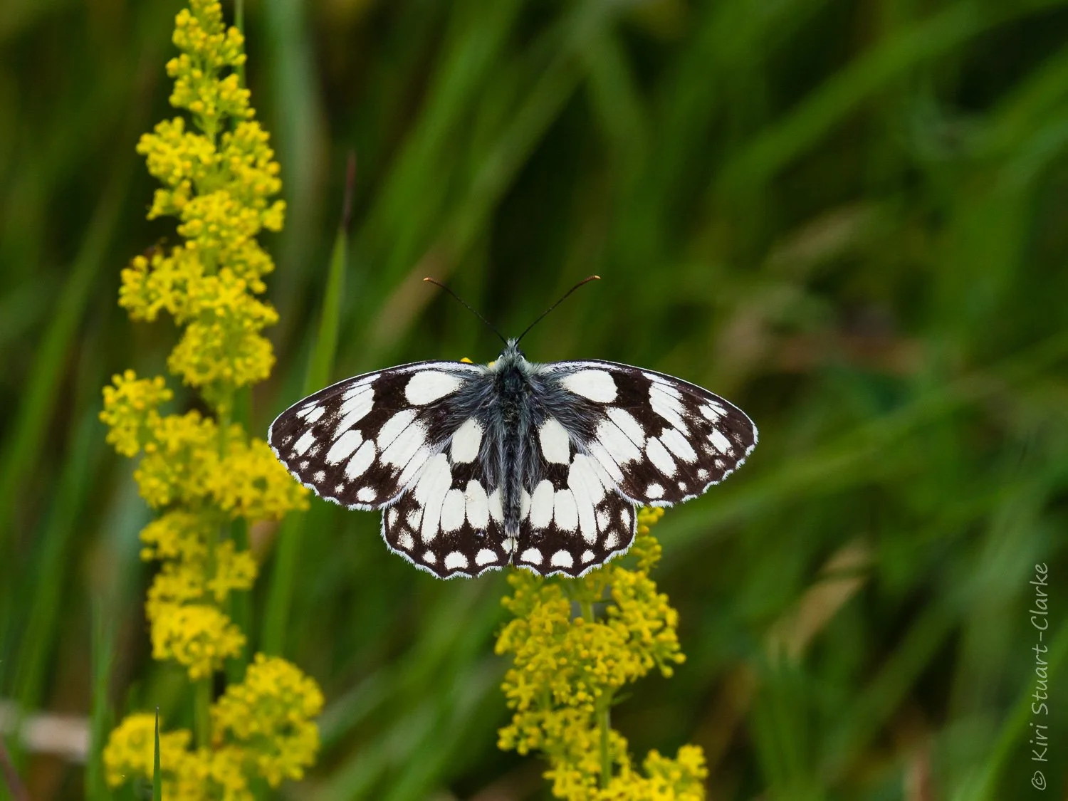 Which White? - A Photographic Identification Guide to White Butterflies ...