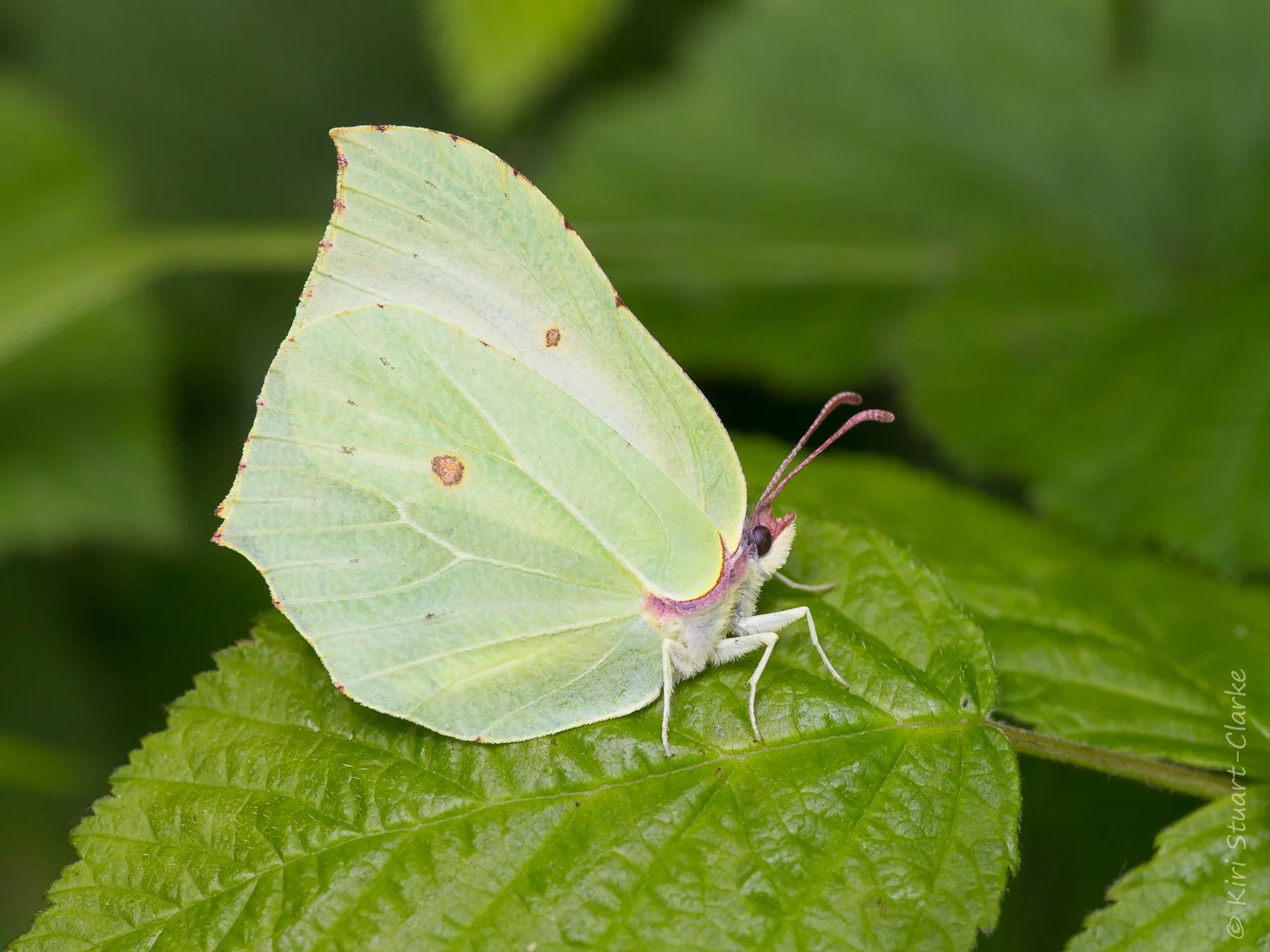 Which White? - A Photographic Identification Guide to White Butterflies ...