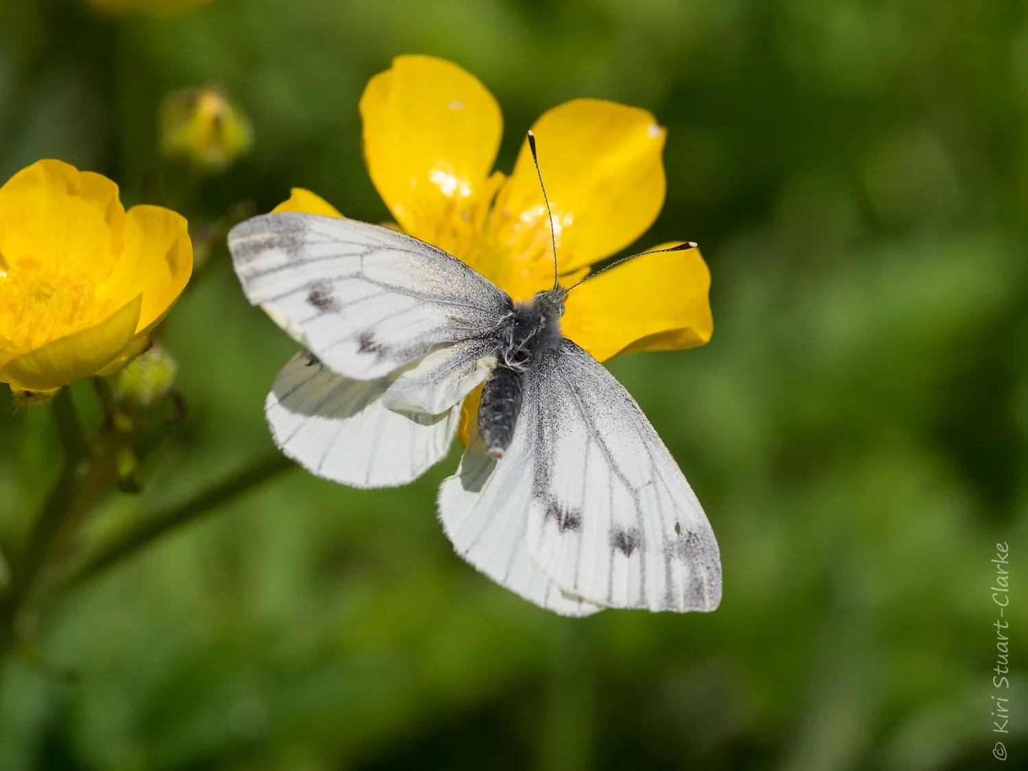 Which White? - A Photographic Identification Guide to White Butterflies ...