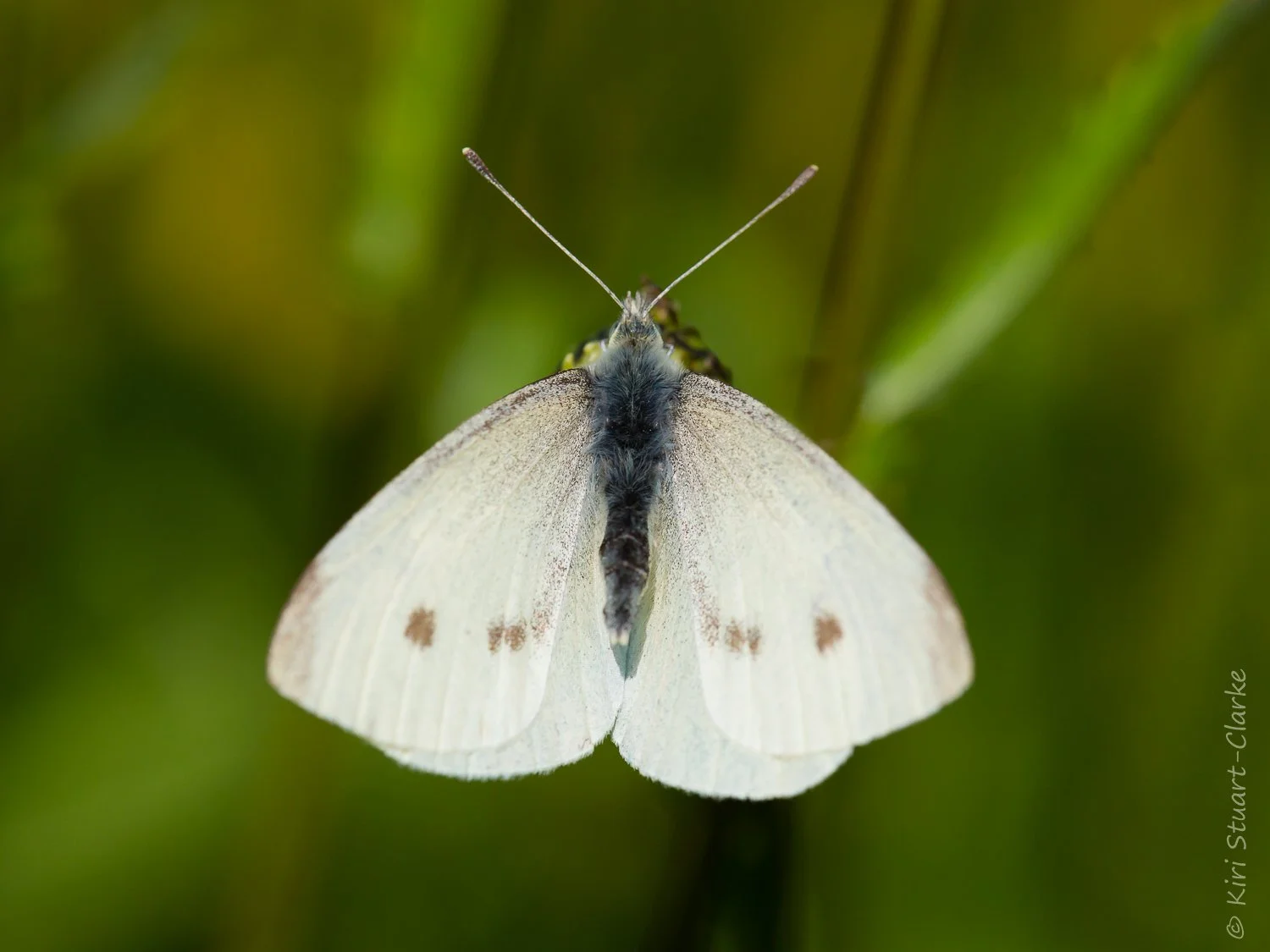 Which White? - A Photographic Identification Guide to White Butterflies ...
