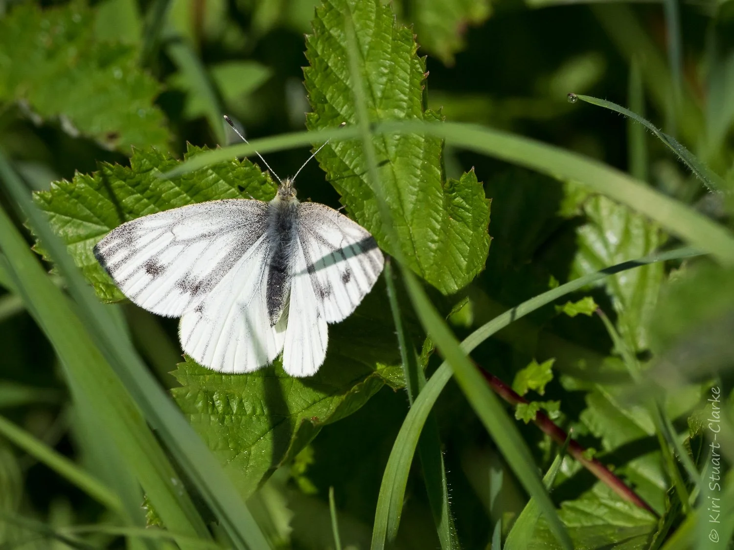 Which White? - A Photographic Identification Guide to White Butterflies ...