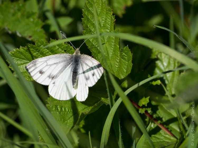 Which White? - A Photographic Identification Guide to White Butterflies ...