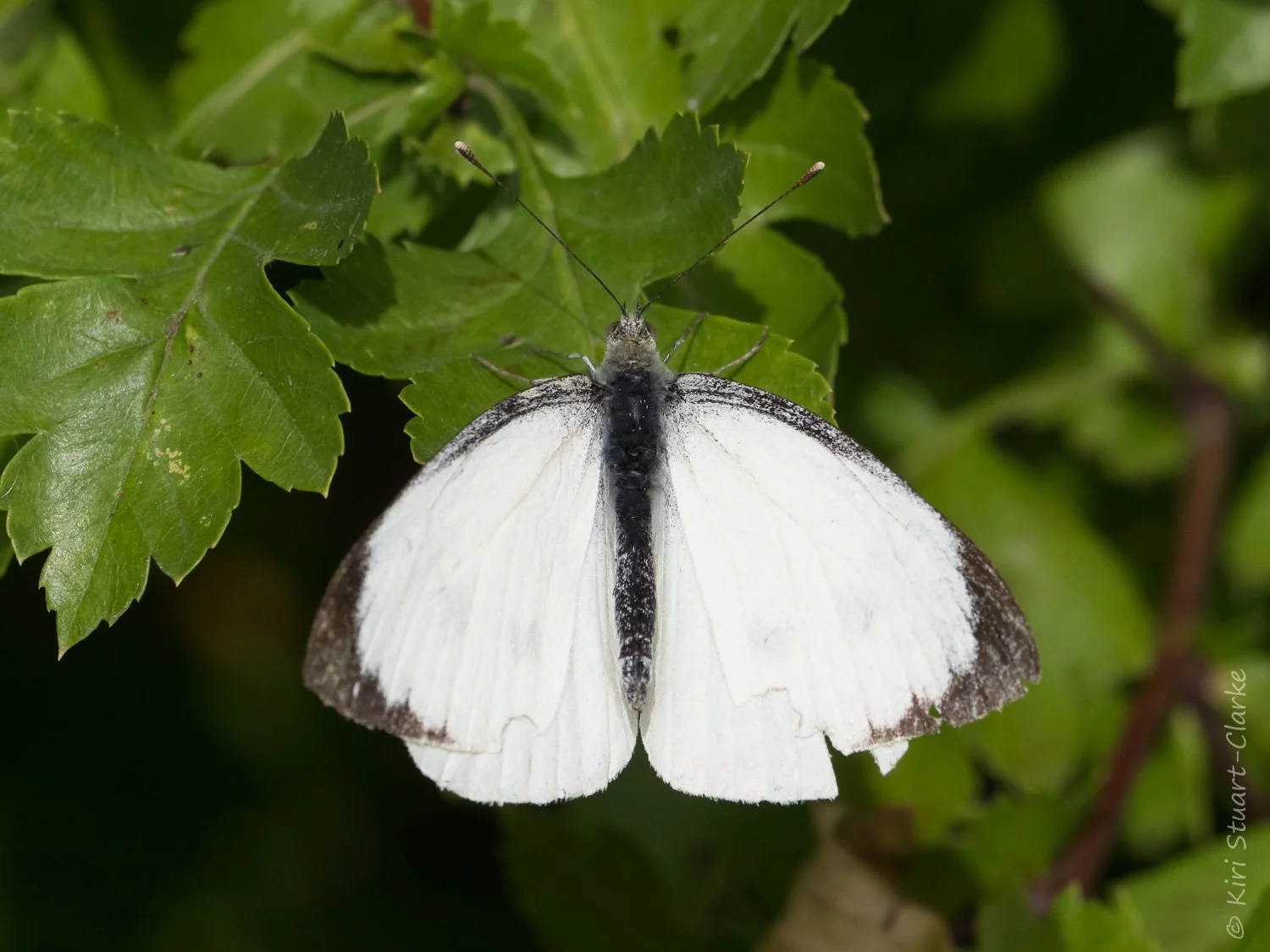 butterflies — Norfolk nature photo blog — Kiri