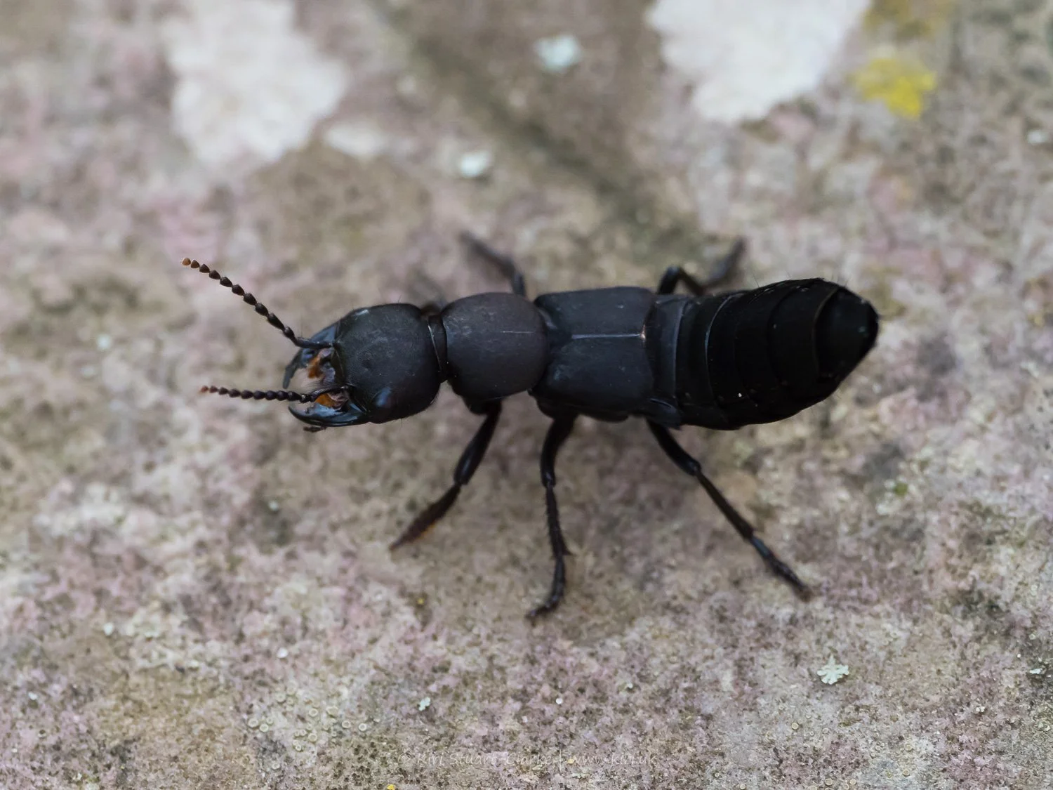 A Marauding Devil's Coach-horse — Kiri