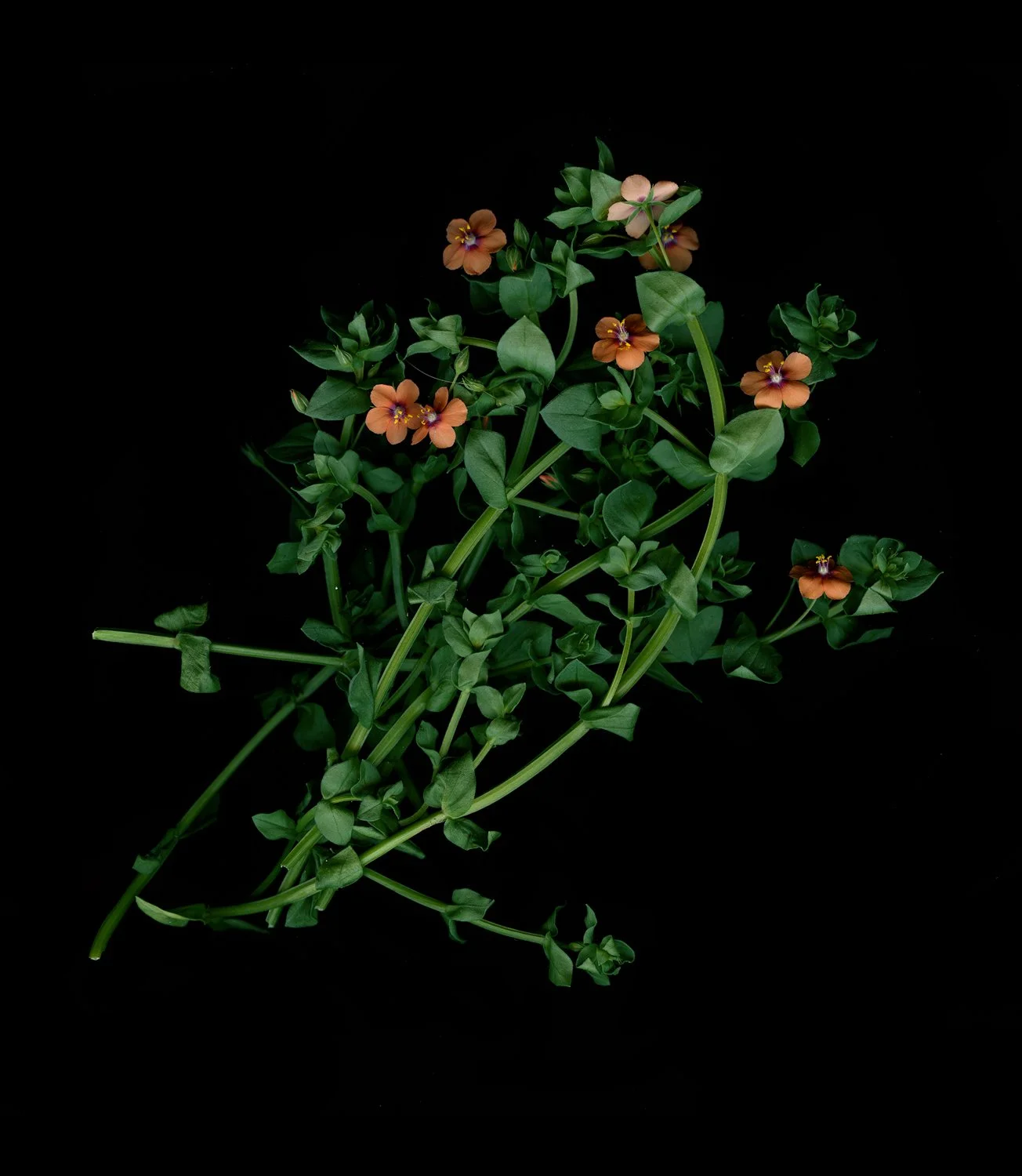 Kija Lucas - A Taxonomy of Belonging — SF Camerawork