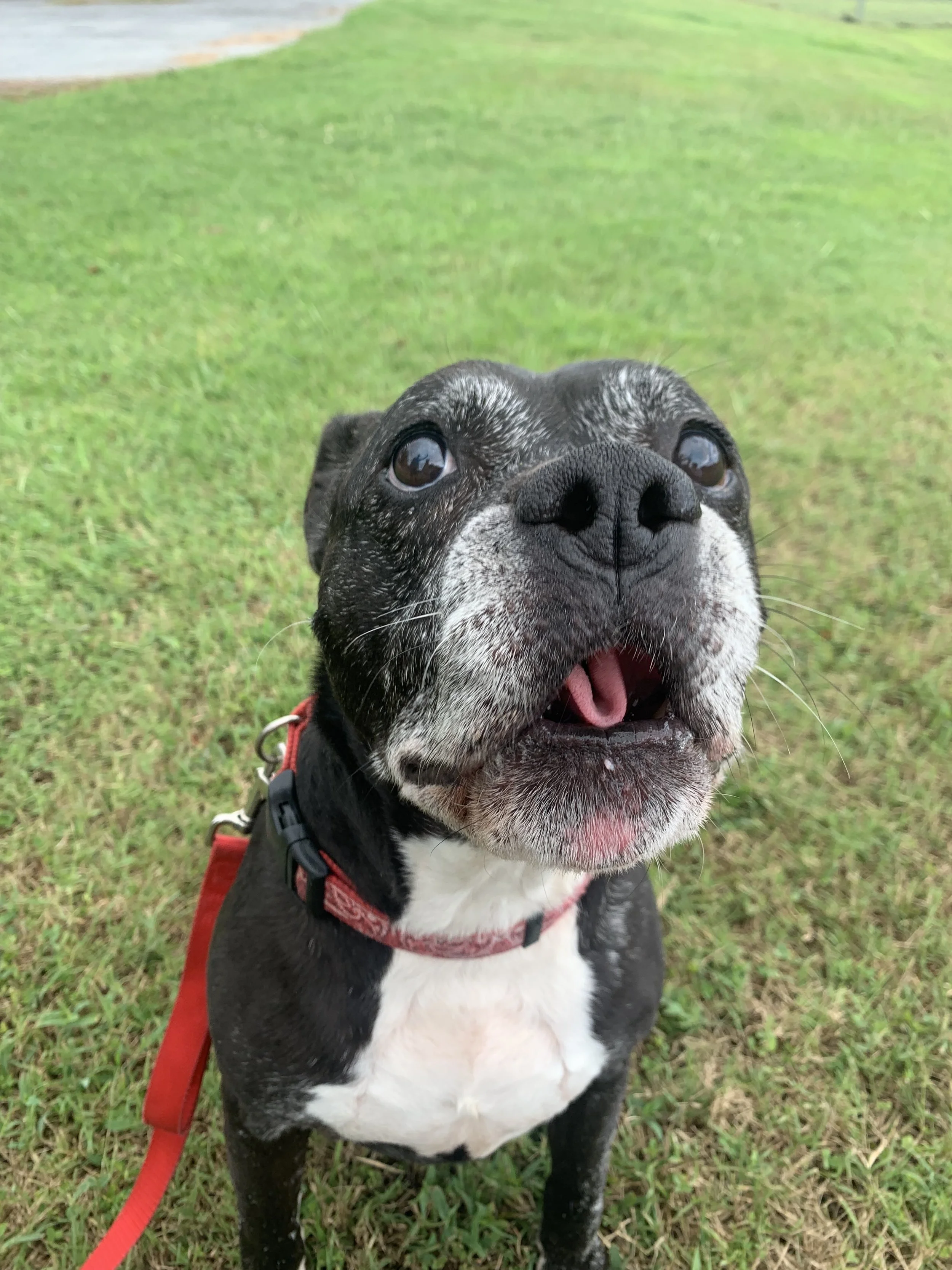 What Breed Is Butch From Cats And Dogs