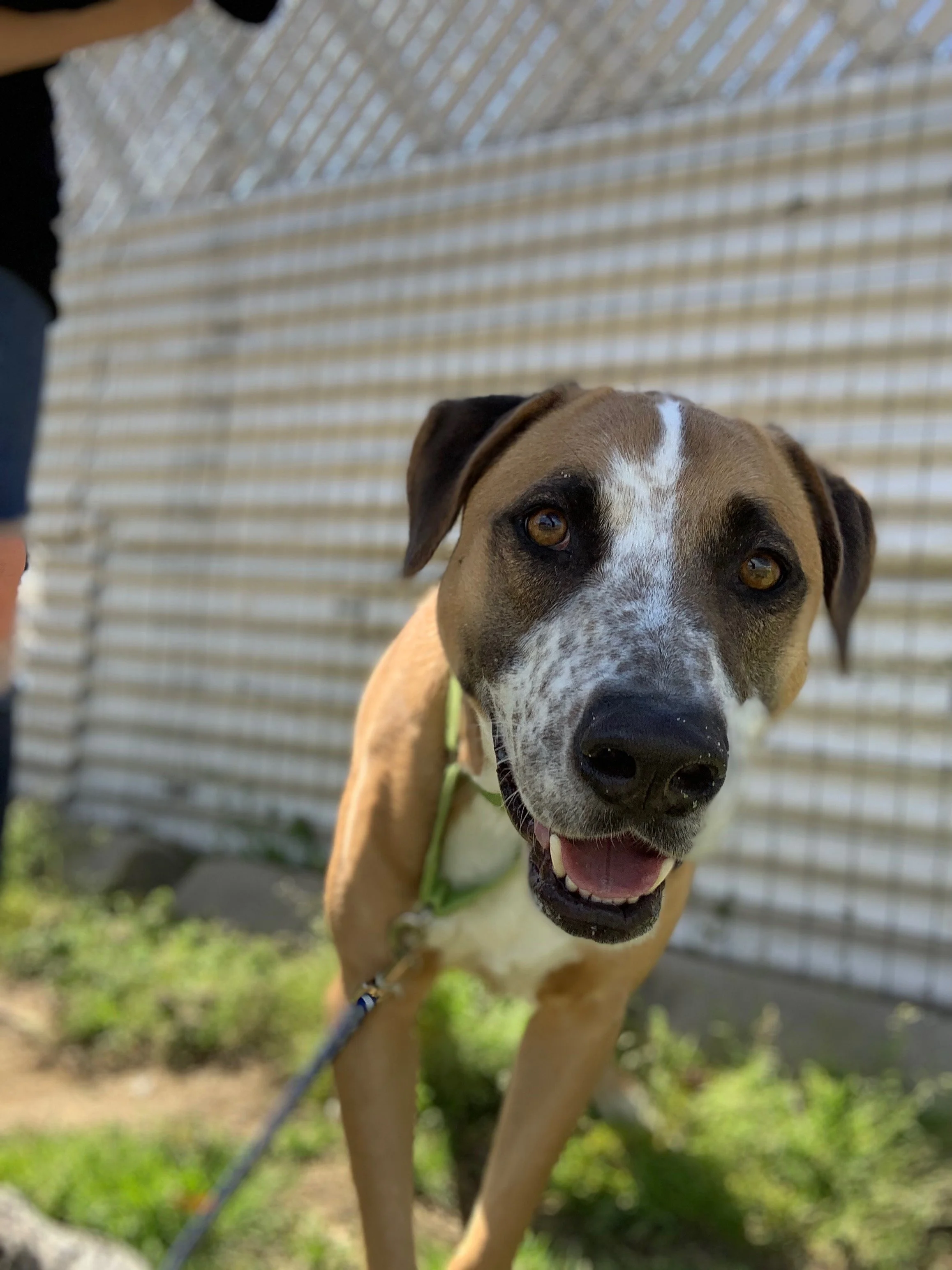 First State Animal Center and SPCA