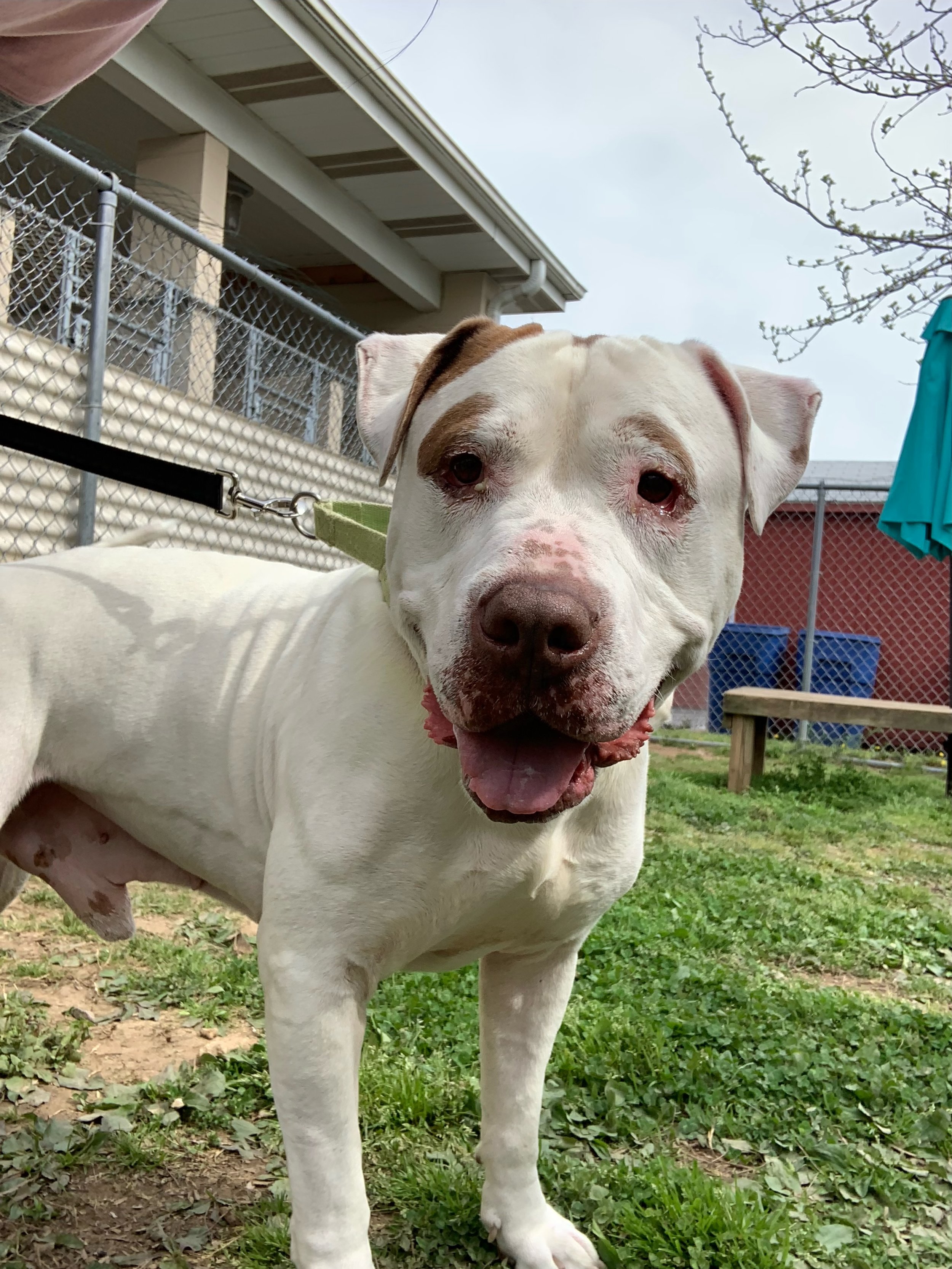 First State Animal Center and SPCA