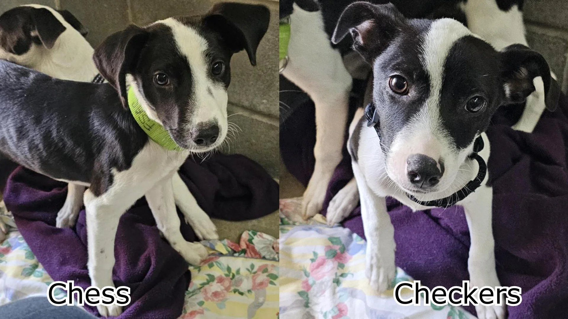 First State Animal Center and SPCA