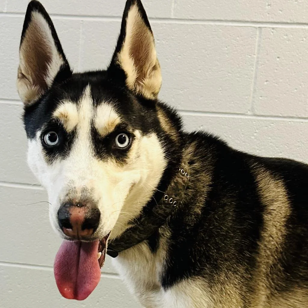 First State Animal Center and SPCA