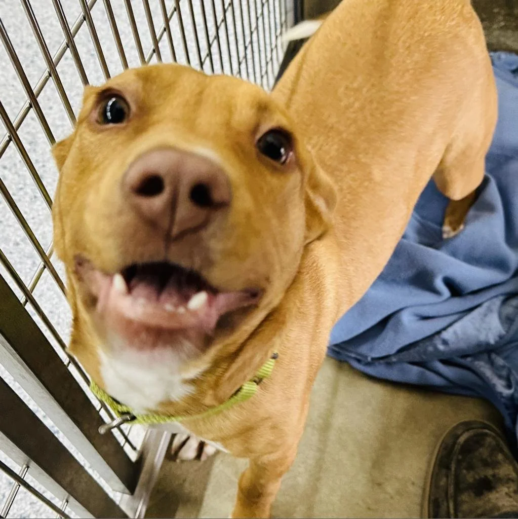 First State Animal Center and SPCA