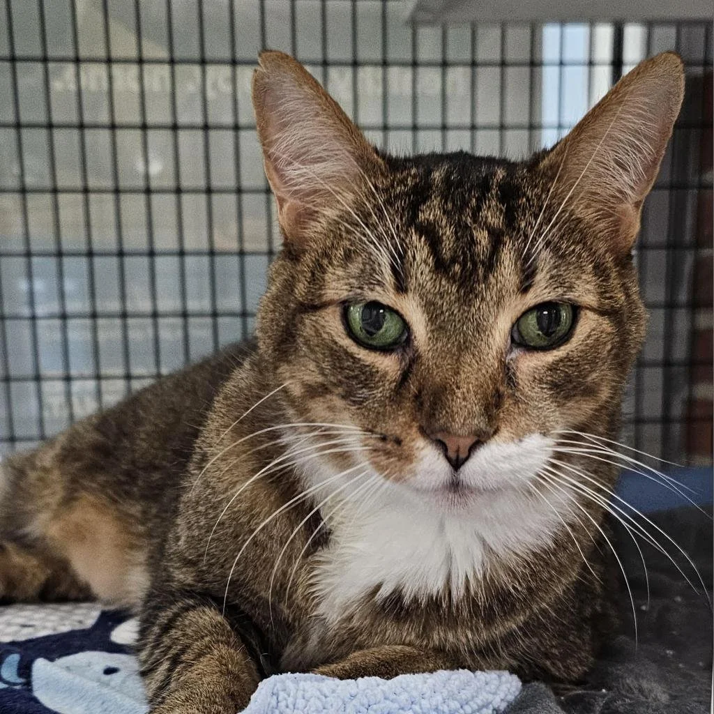 First State Animal Center and SPCA