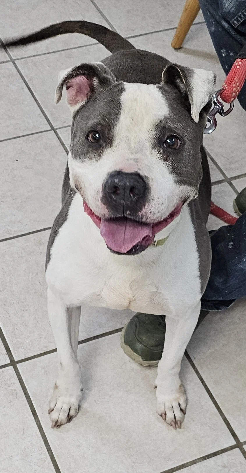 First State Animal Center and SPCA