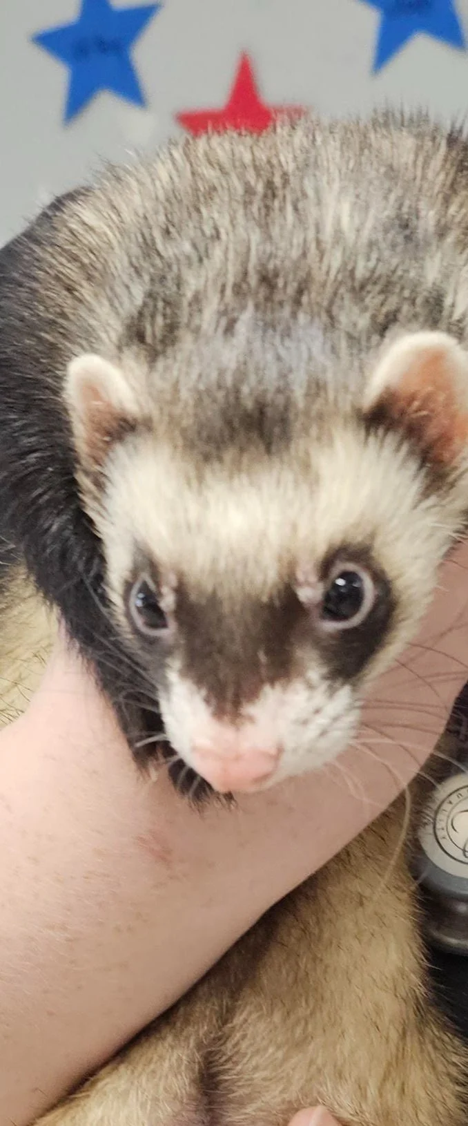 First State Animal Center and SPCA