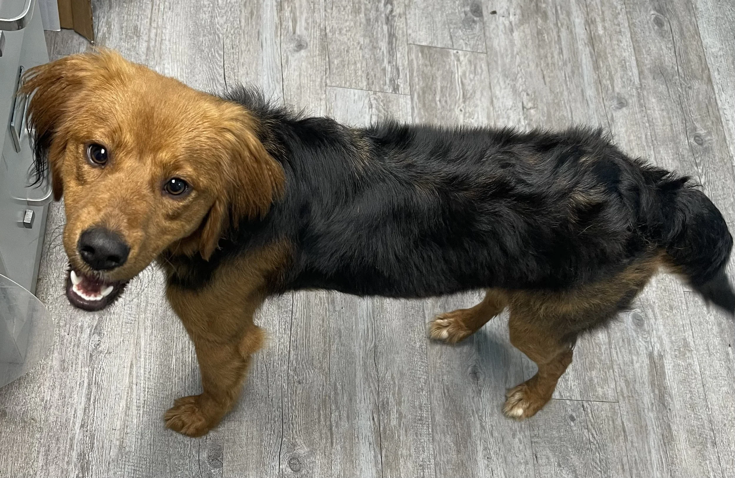 First State Animal Center and SPCA