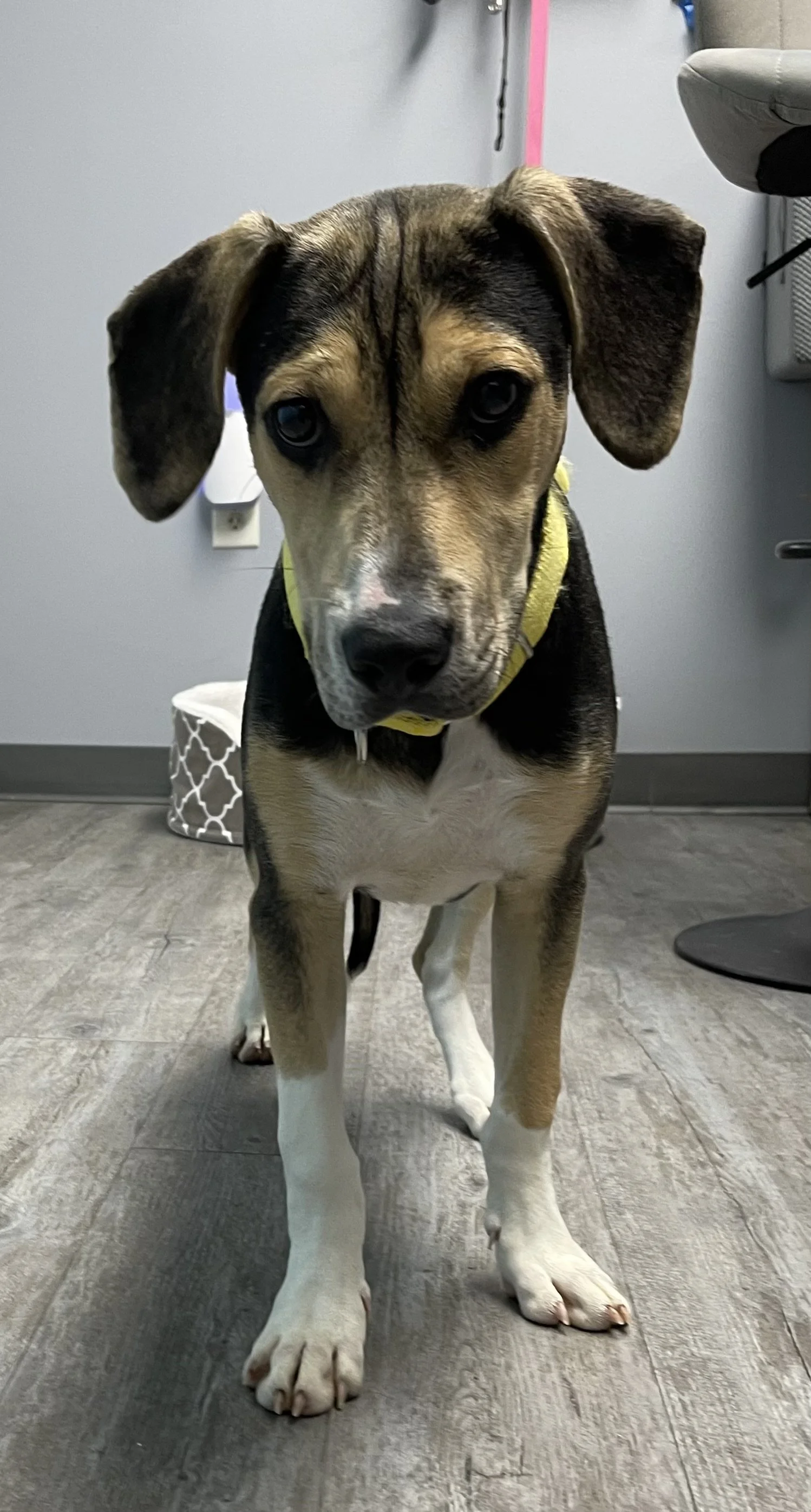 First State Animal Center and SPCA