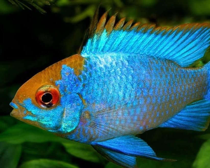 Current Livestock List — Ocean Rift Aquatics