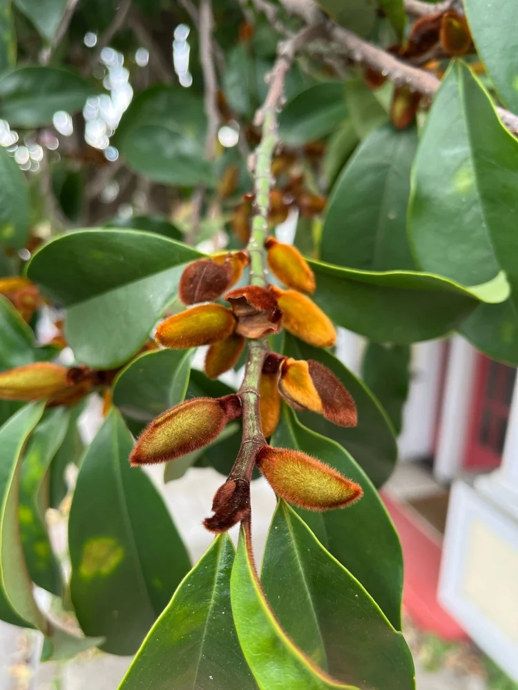 Bernal Heights (south) Tree Tour (1-29-23) — San Francisco Trees