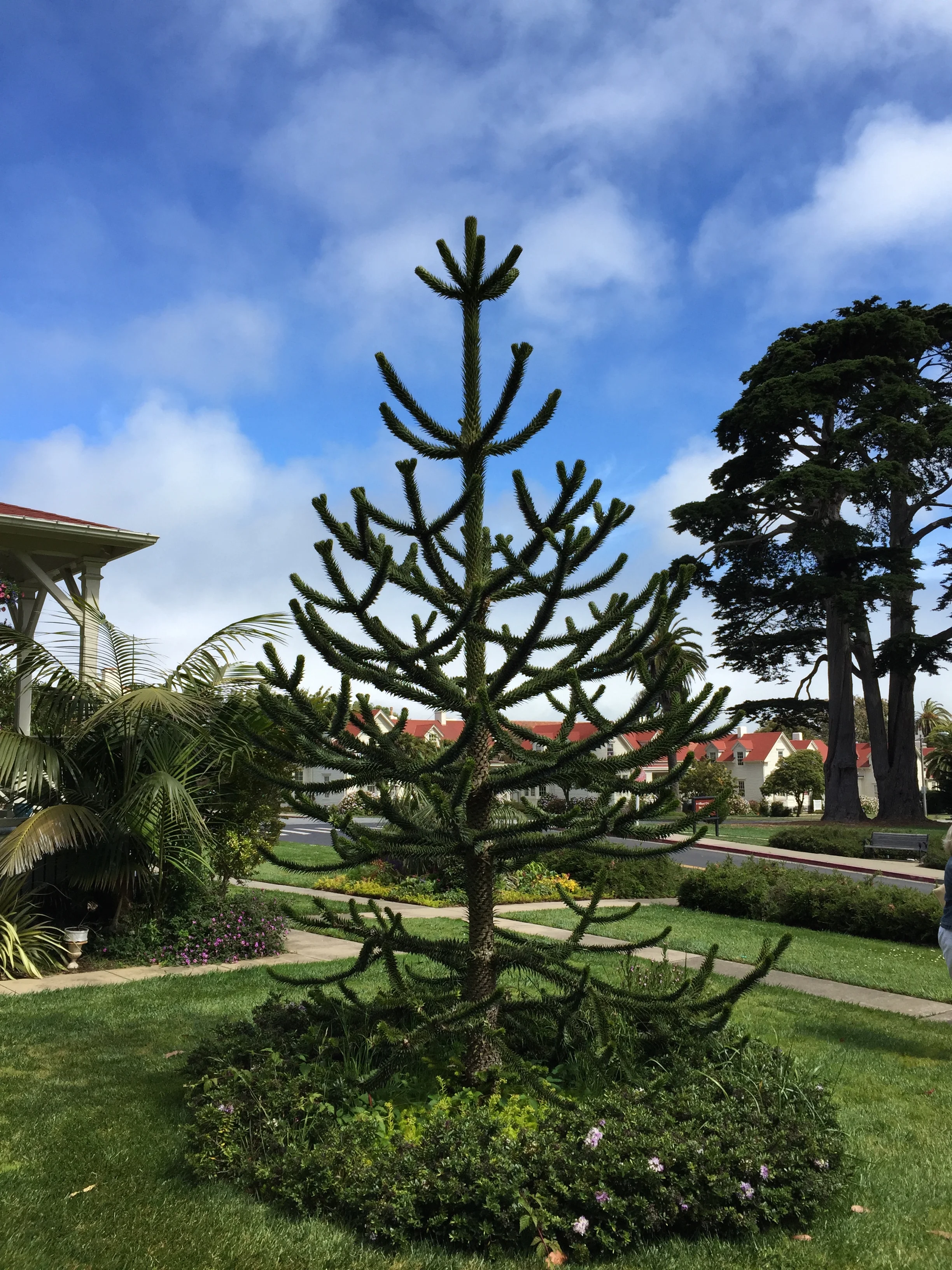 Monkey puzzle tree in the Presidio — San Francisco Trees