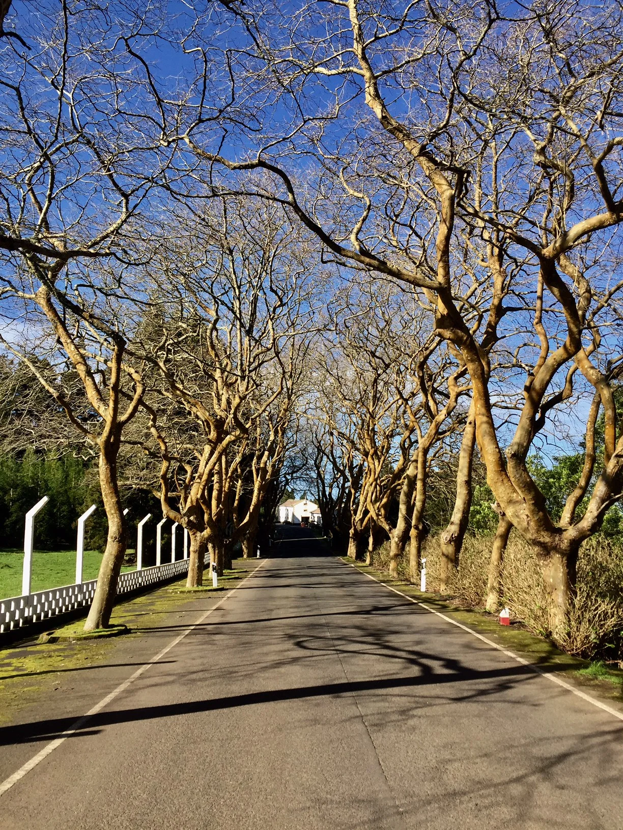 Azores Trees — San Francisco Trees