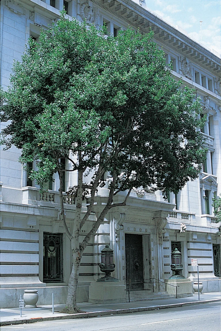 San Francisco's Top 10 Trees — San Francisco Trees