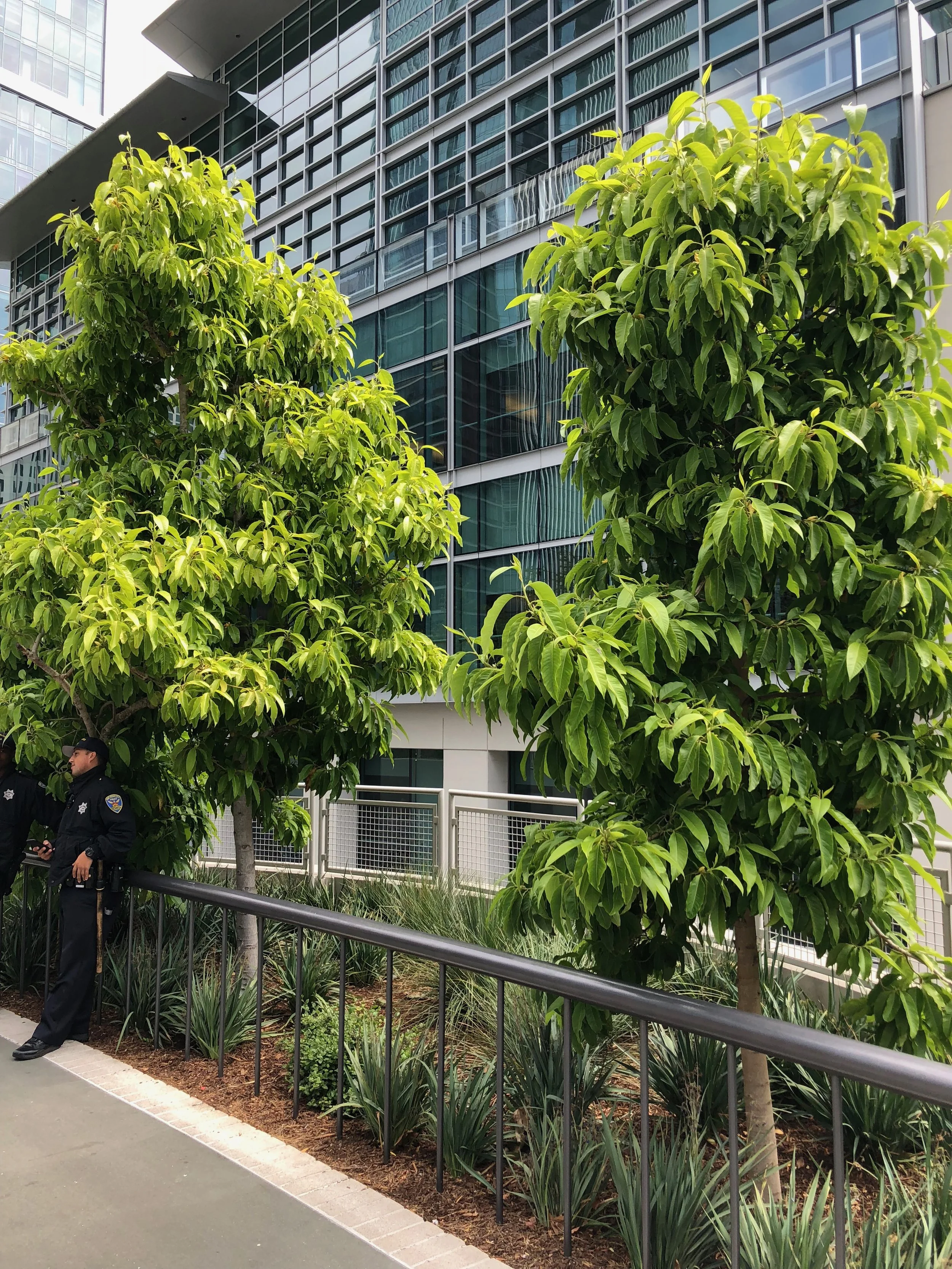 Salesforce Park Walking Tour — San Francisco Trees
