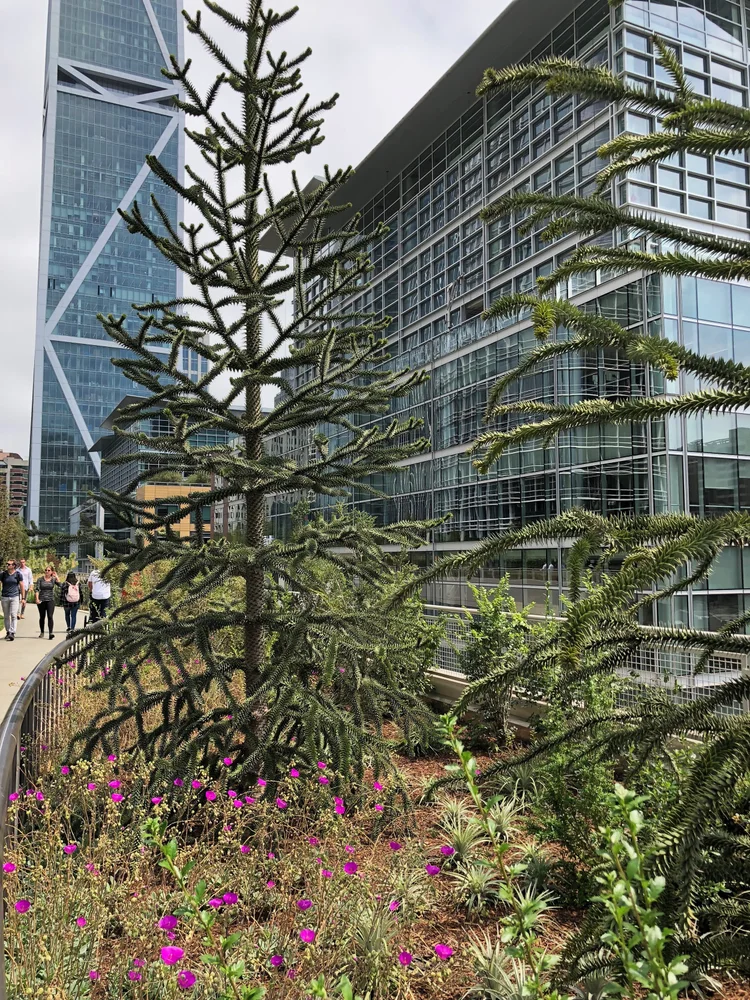 Salesforce Park Walking Tour — San Francisco Trees