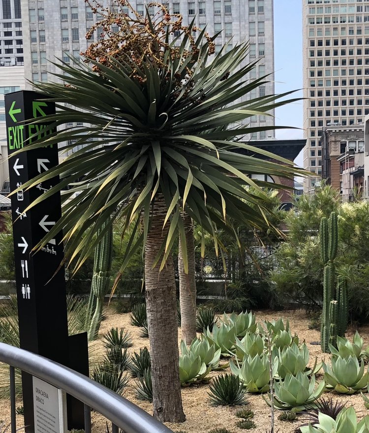 Salesforce Park Walking Tour — San Francisco Trees
