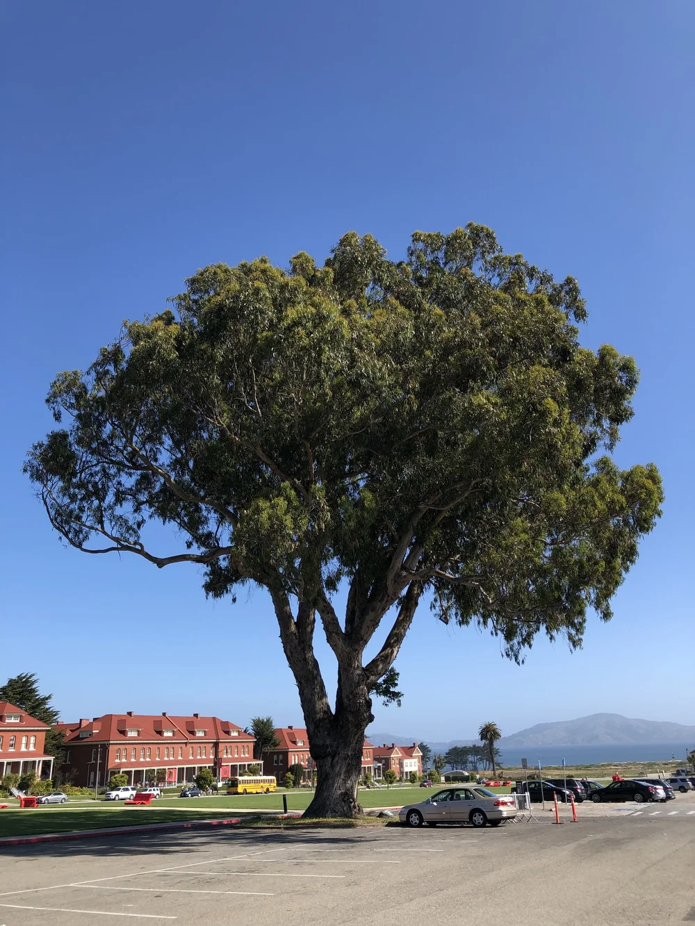 San Francisco's Top 10 Trees — San Francisco Trees