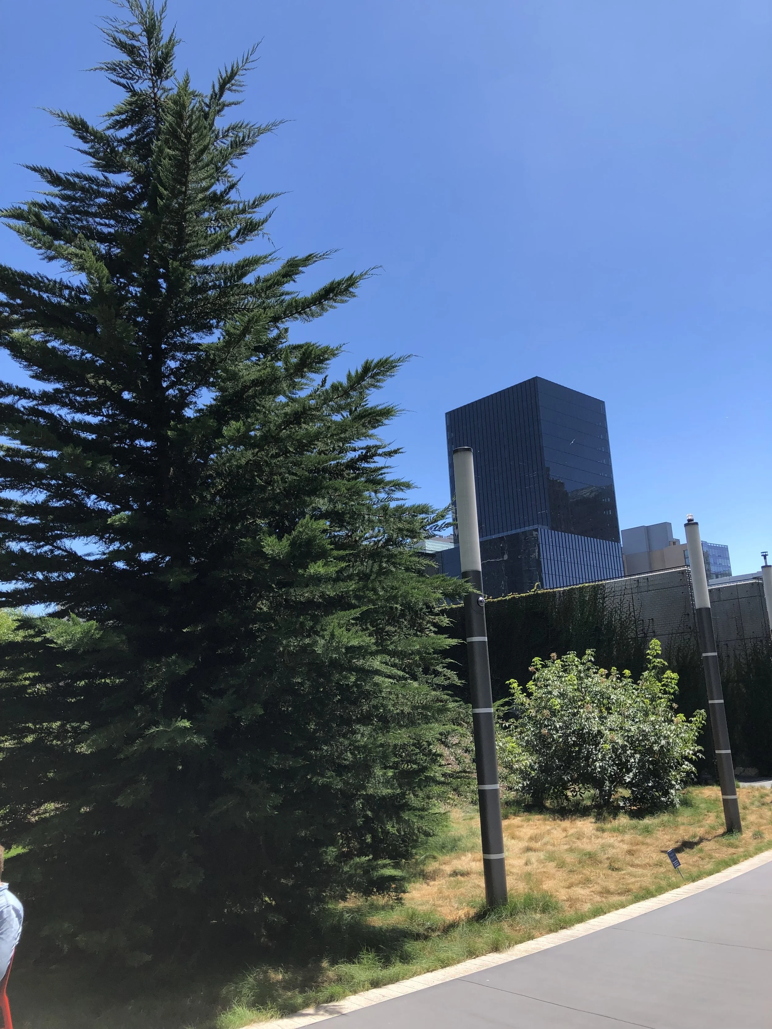 Salesforce Park Walking Tour — San Francisco Trees