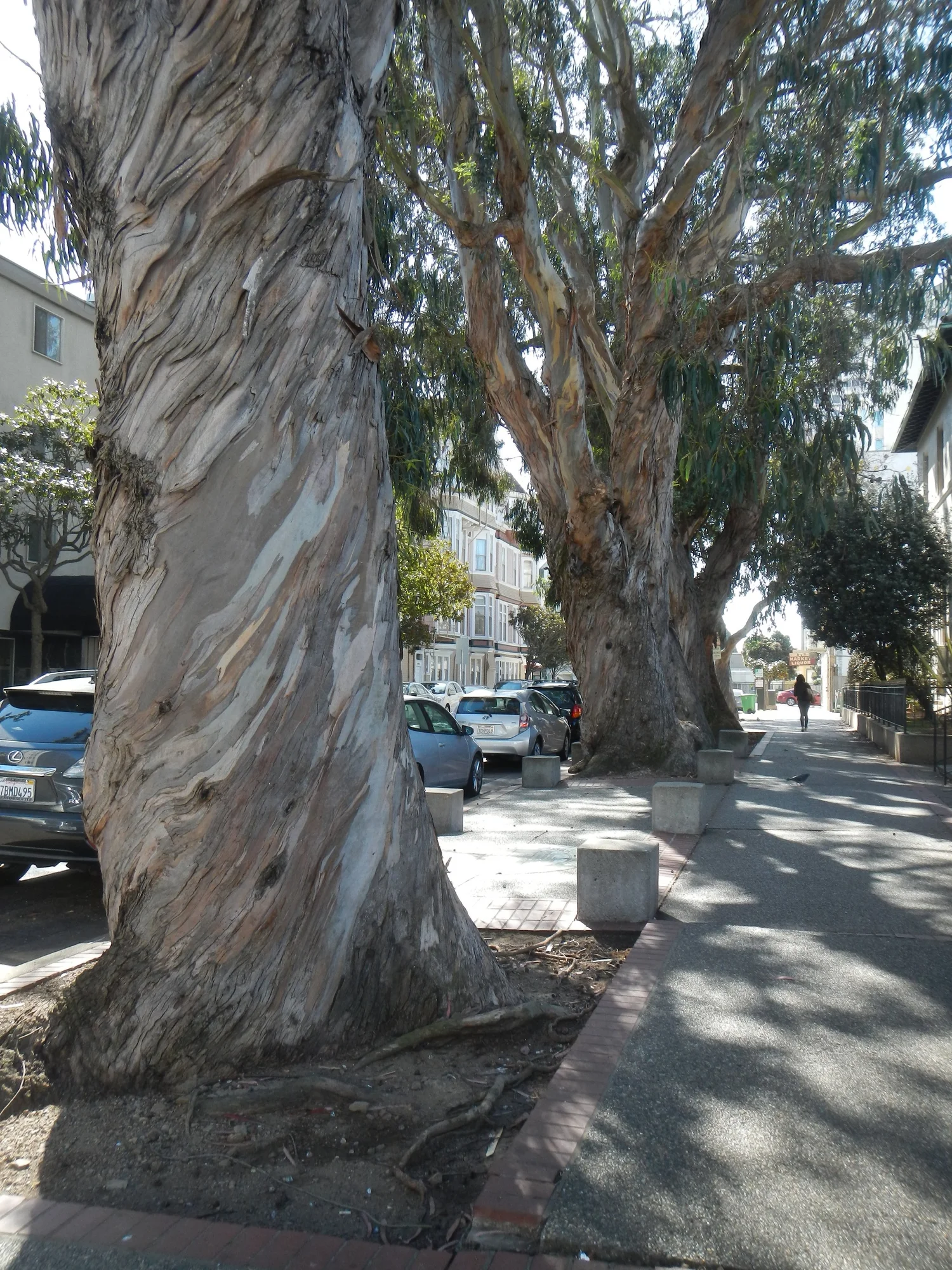 San Francisco's Top 10 Trees — San Francisco Trees