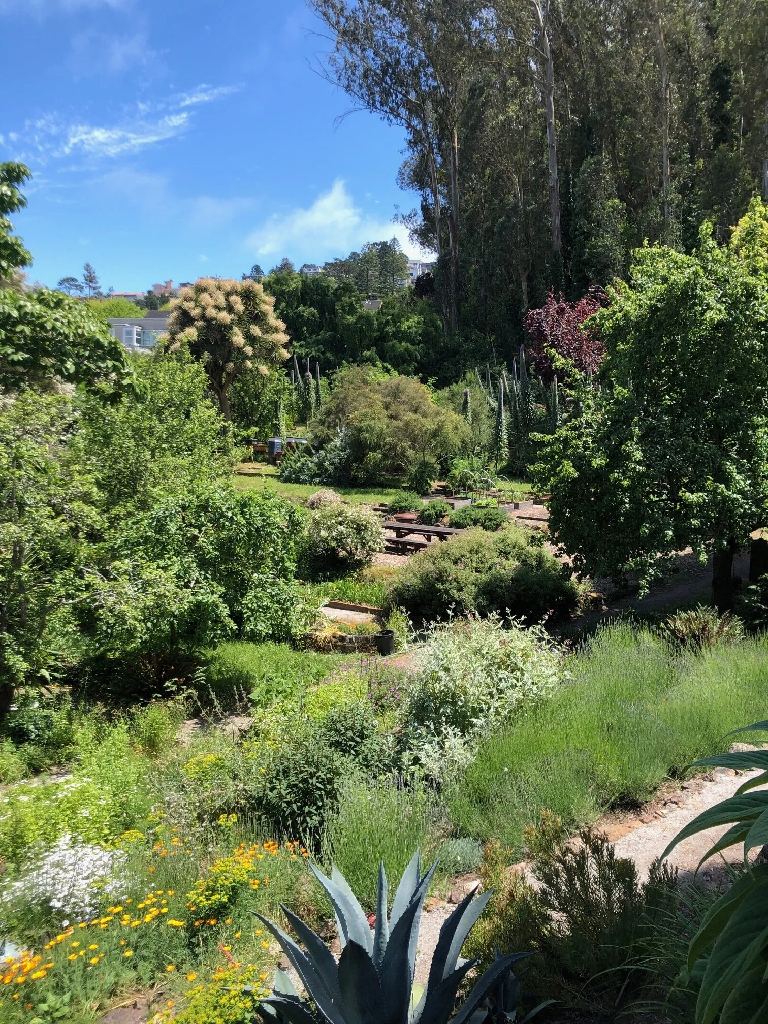 Victor Reiter, Jr. — San Francisco Trees