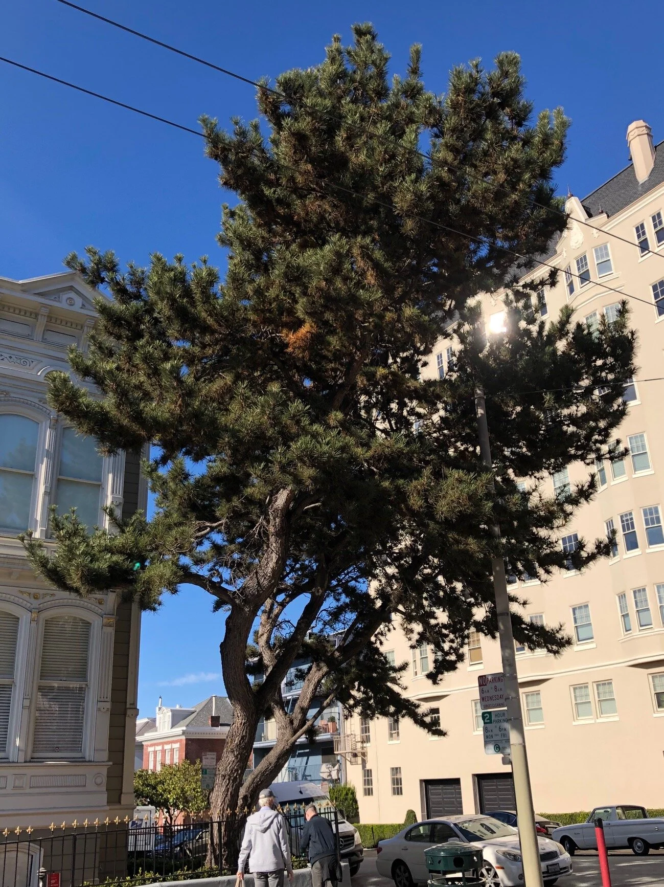 San Francisco Trees