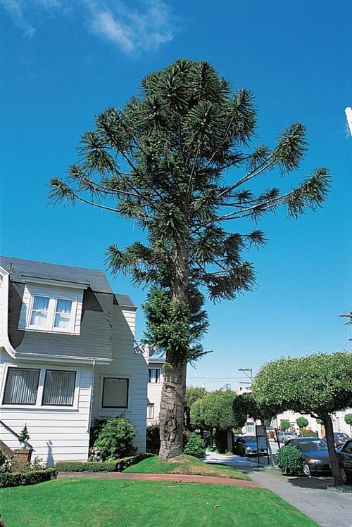 San Francisco's Top 10 Trees — San Francisco Trees