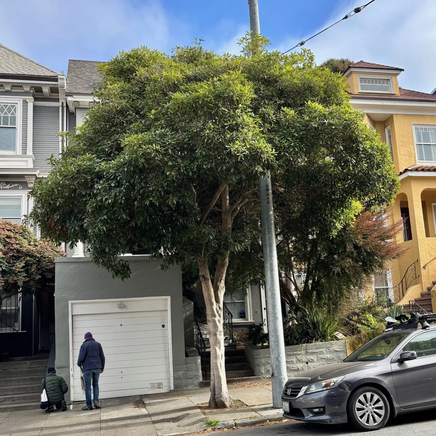 San Francisco Trees