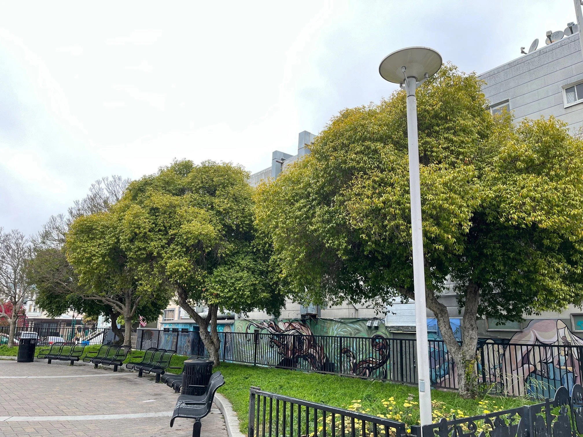 Valencia - Guerrero Tree Tour (7-9-23) — San Francisco Trees