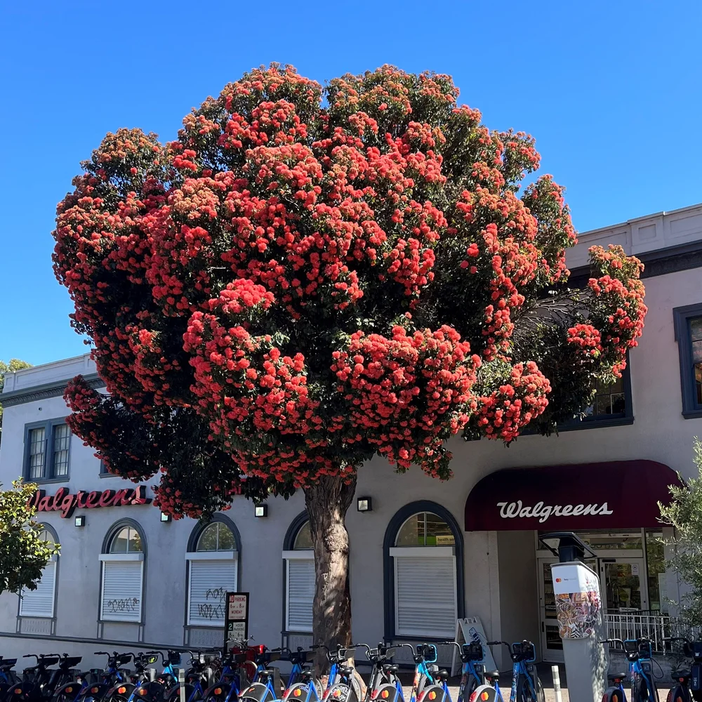 San Francisco Trees